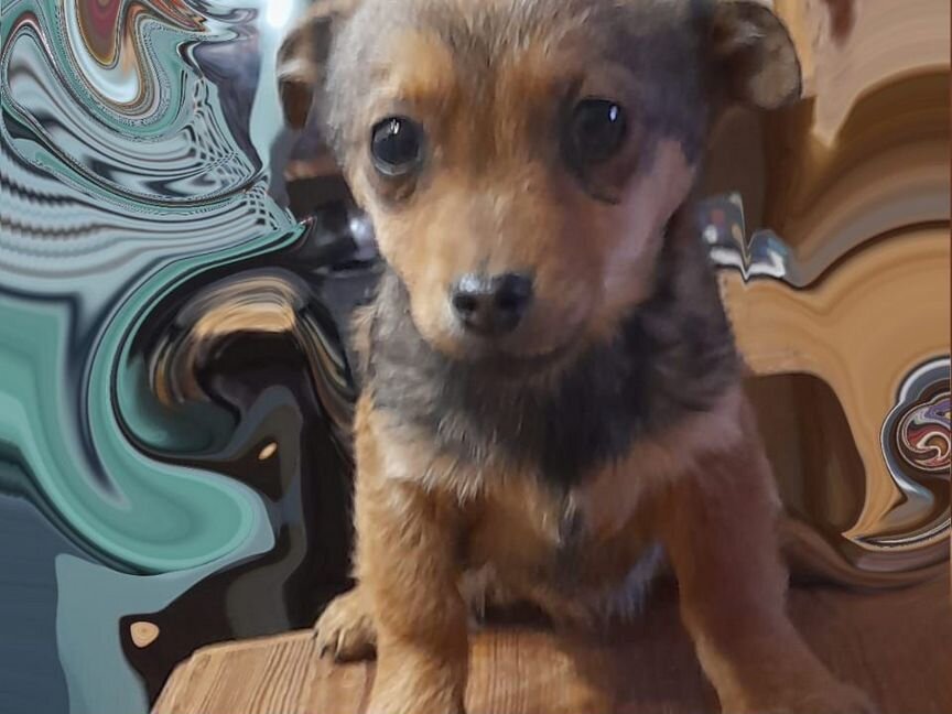 Ласковые щенки ищут дом