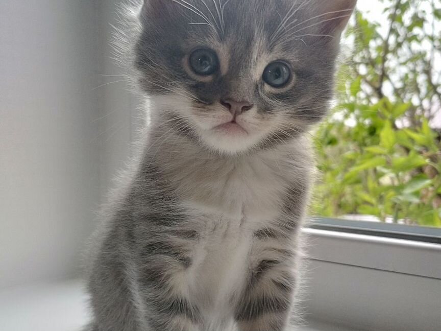 Отдам в добрые руки котенка (мальчик)