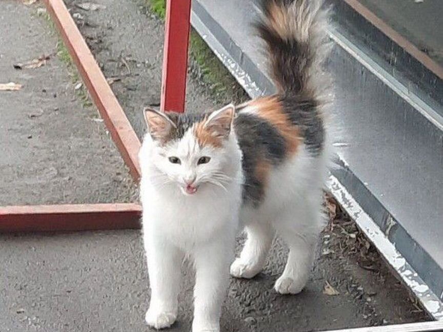 Кошка замерзает на улице