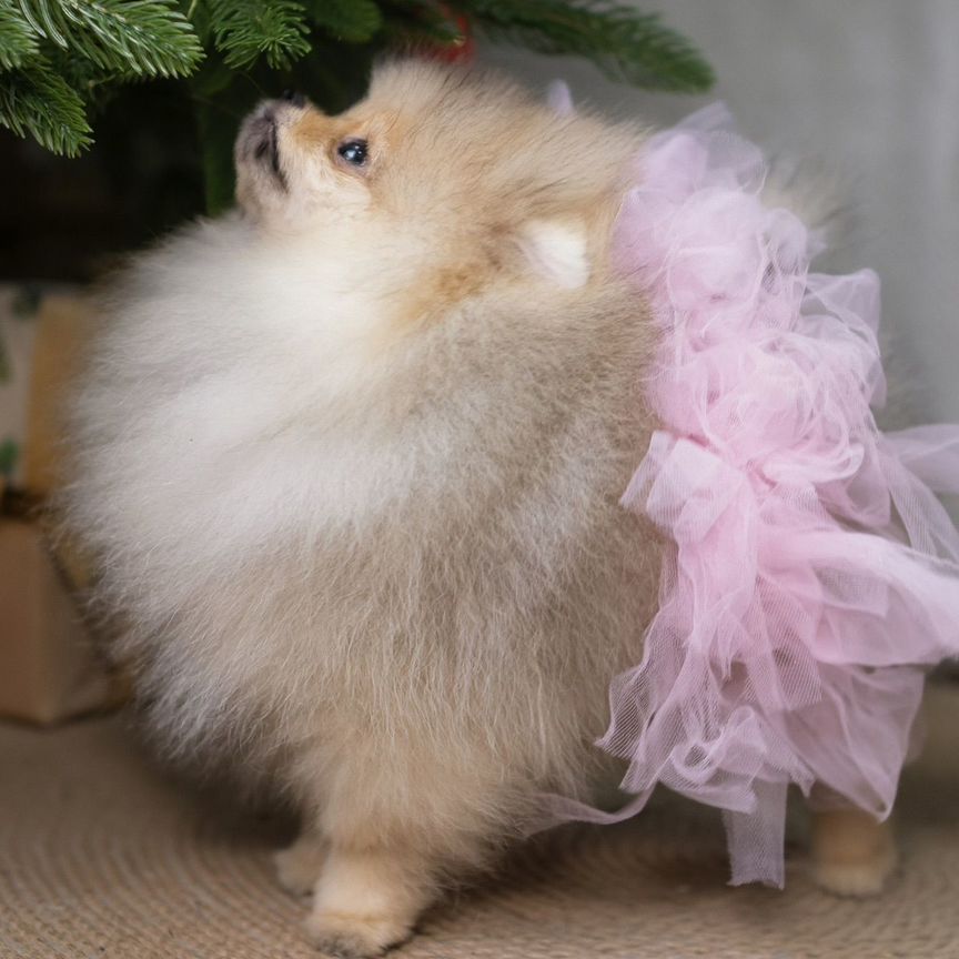 Померанский шпиц, щенок