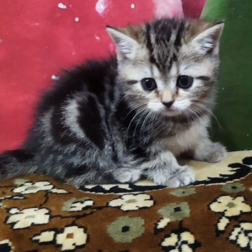 Шотландские котята