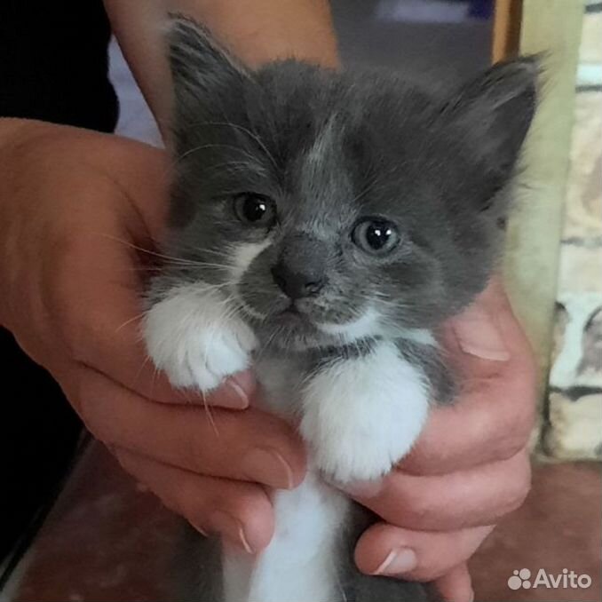 Котята в добрые руки (6 недель)