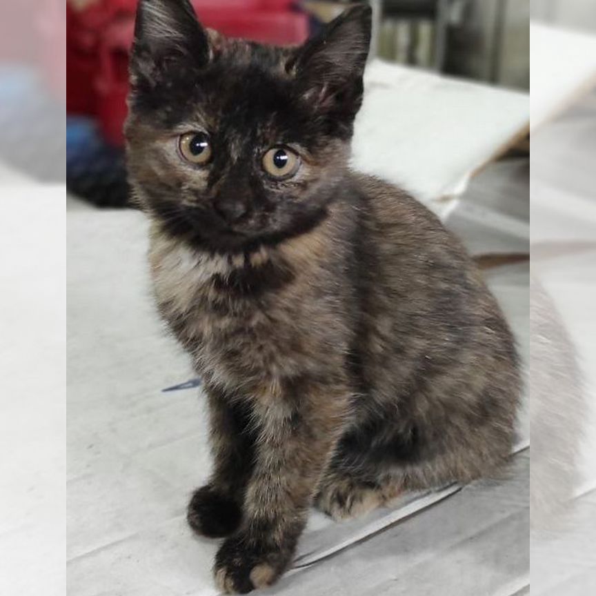 Котёнок в добрые руки