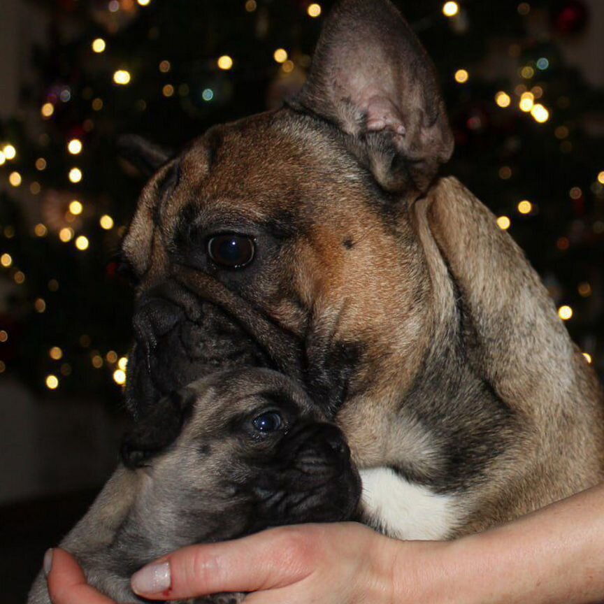 Французский бульдог, щенок