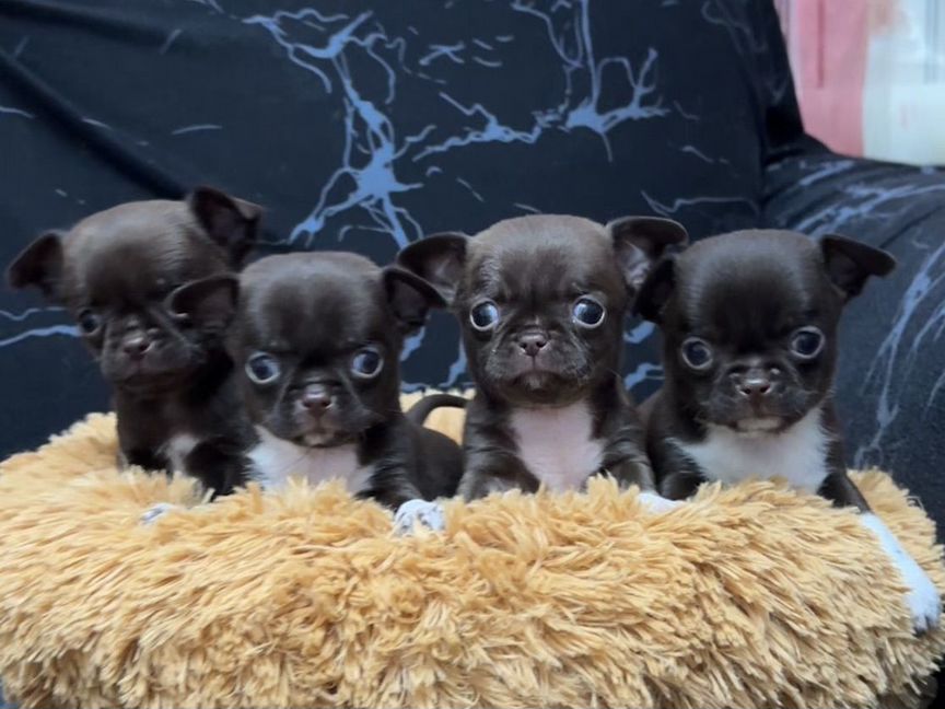 Шоколадные детки чихуахуа