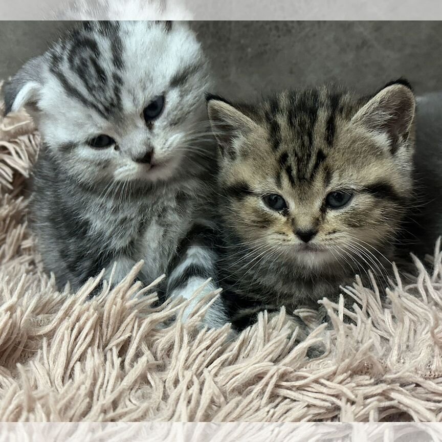 Шотландский прямоухий короткошёрстный котёнок