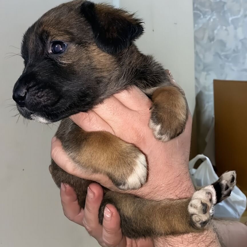 Ротвейлер, щенок