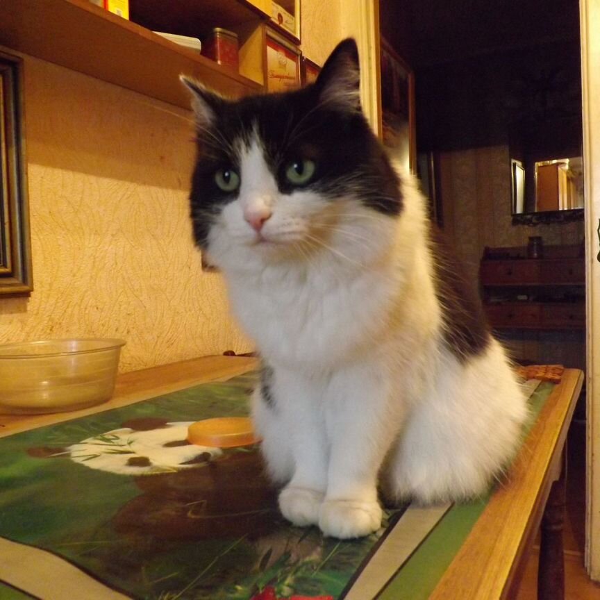 Кошка Барселона стерилизована.8 лет здоровая и жиз