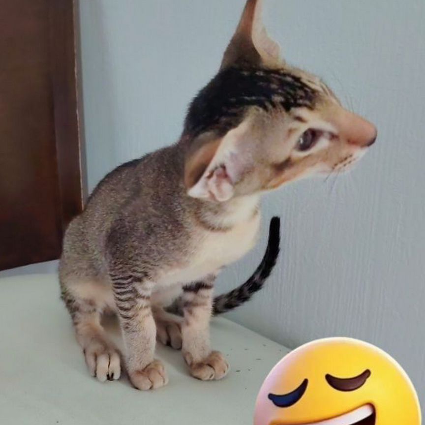Ориентальный котёнок