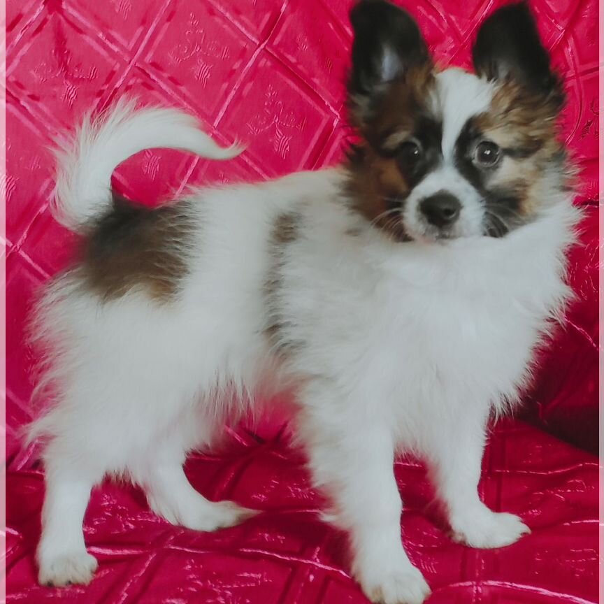 Континентальный той-спаниель папильон, щенок