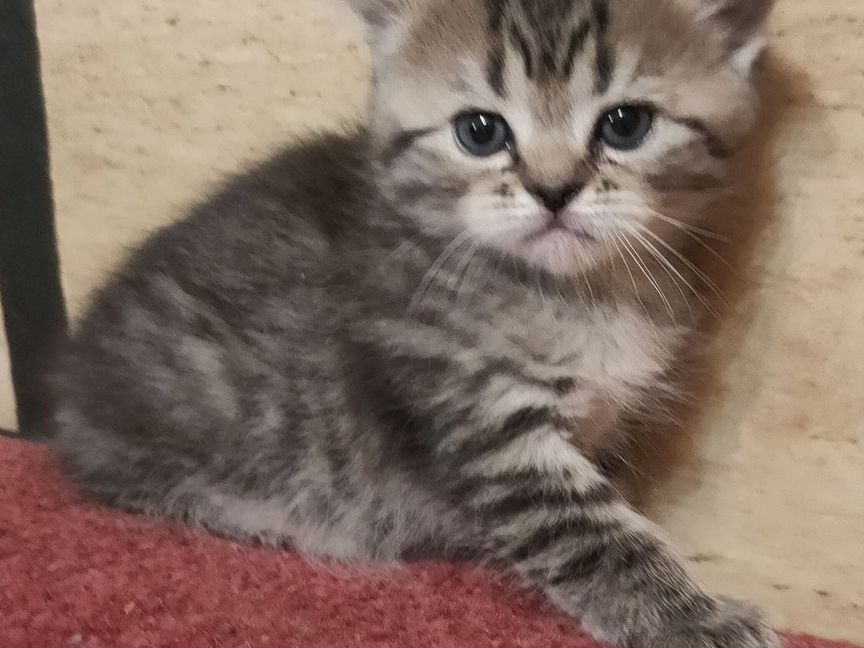 Кошка, котенок 1 месяц