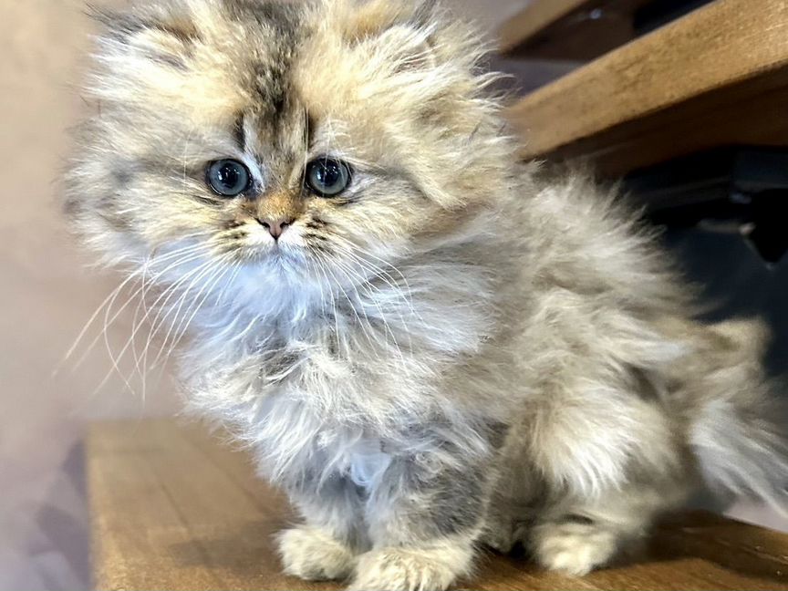 Котята британская золотая шиншилла