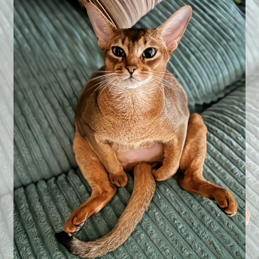Абиссинская, взрослая кошка