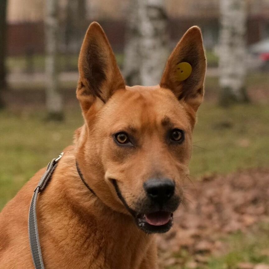 Собаки из приюта: крепкая красавица Санни