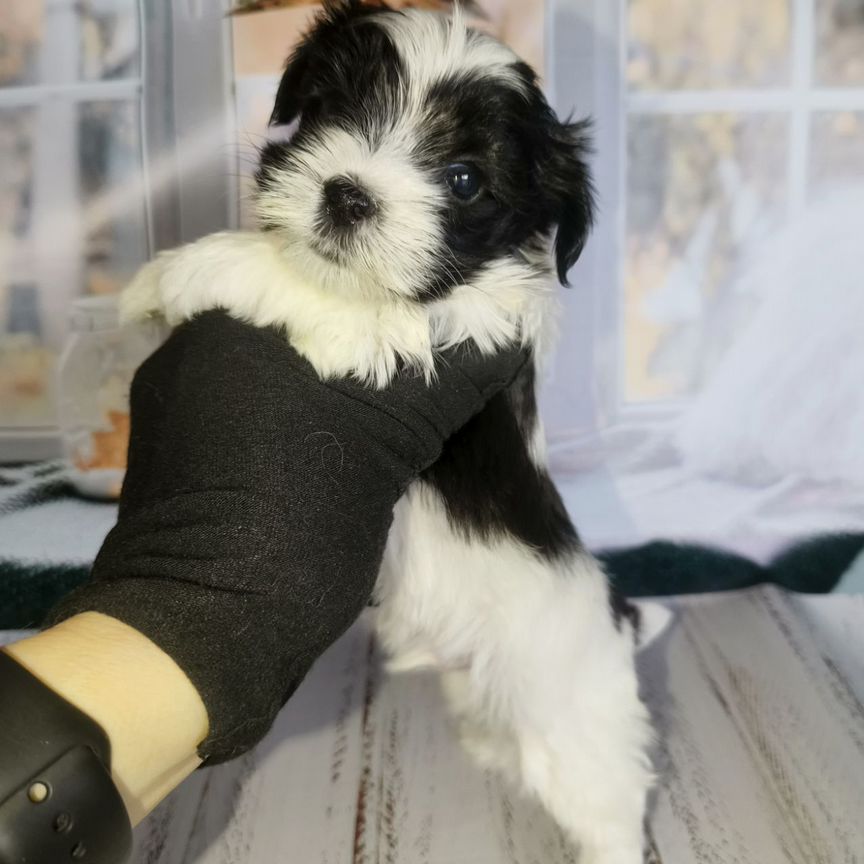 Мальтипу, щенок