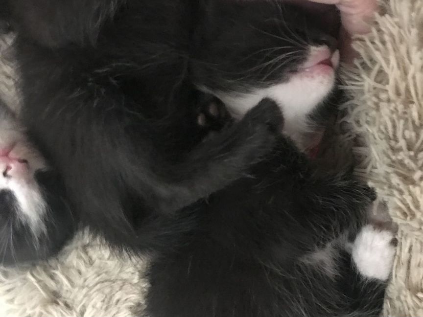 Котята бесплатно