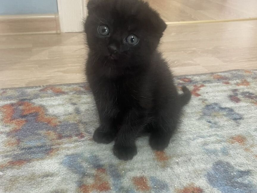 Кошка