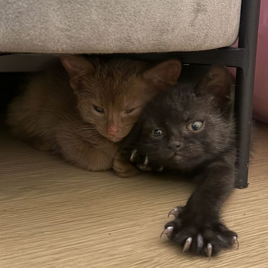 Абиссинский котёнок