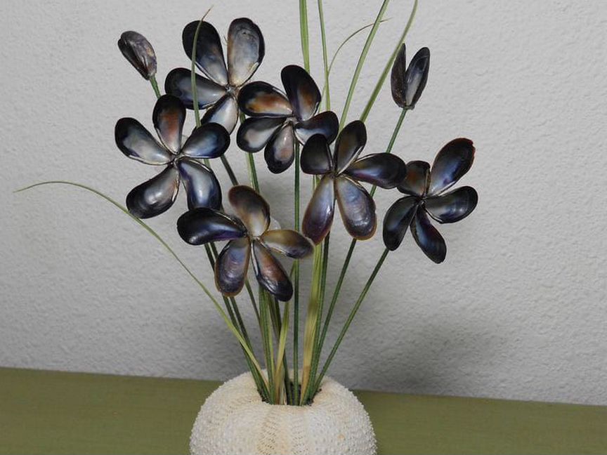 Морские ракушки раковины мидии