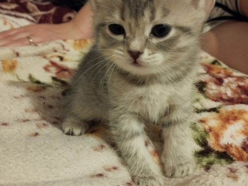 Шотландские котята