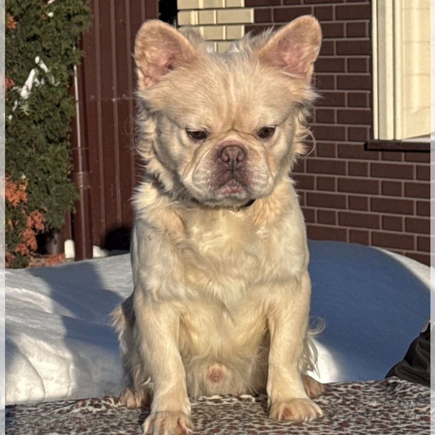 Французский бульдог, взрослый пёс