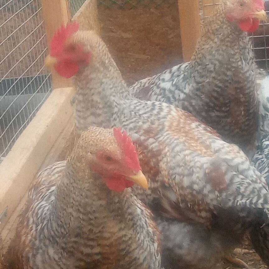 Петушки Билефельдеры