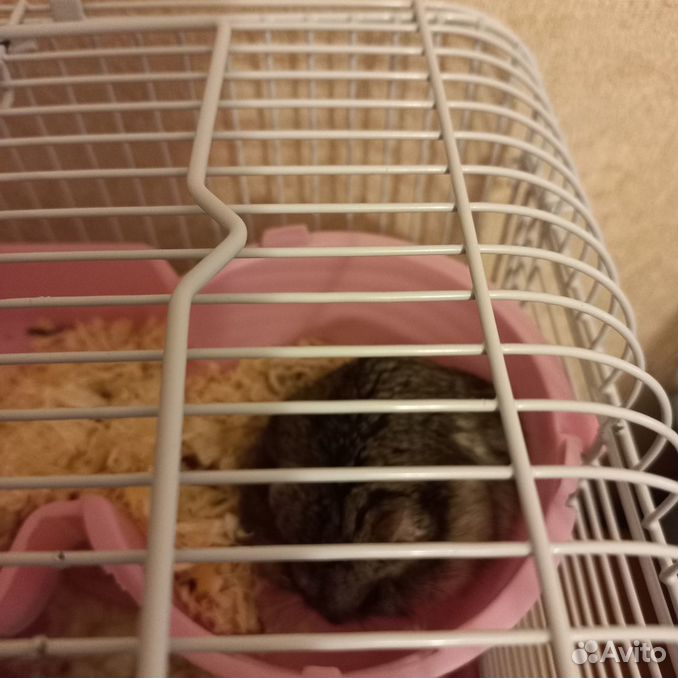 Хомячки бесплатно