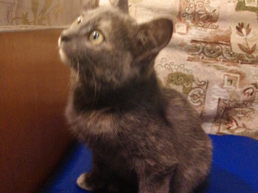 Котенок дымчатый мальчик