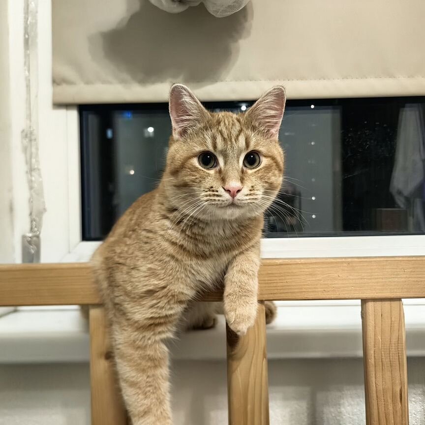 Котята В добрые руки мальчики