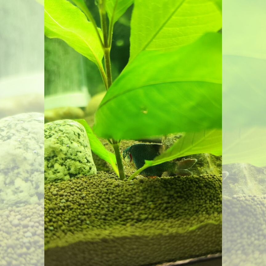 Рыбки барбусы