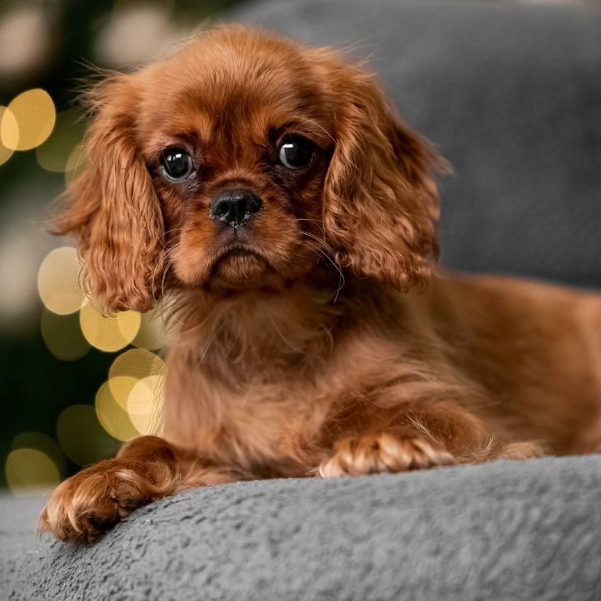 Кавалер Кинг Чарльз спаниель