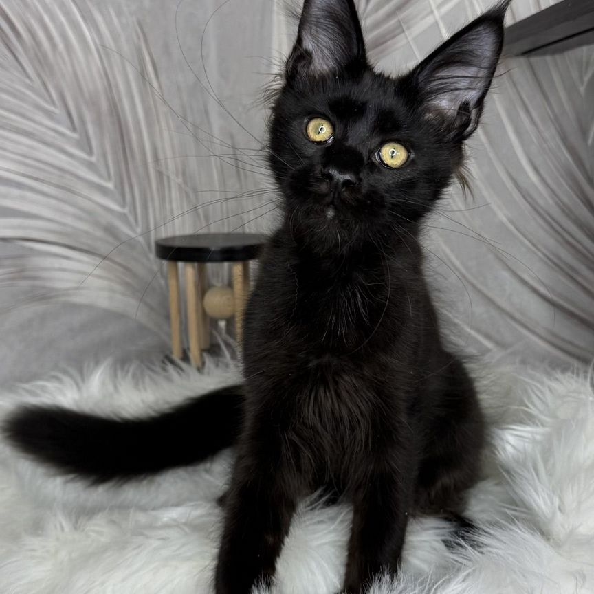Котик черный