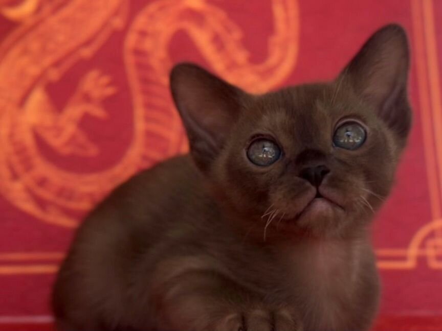 Бурманские котята