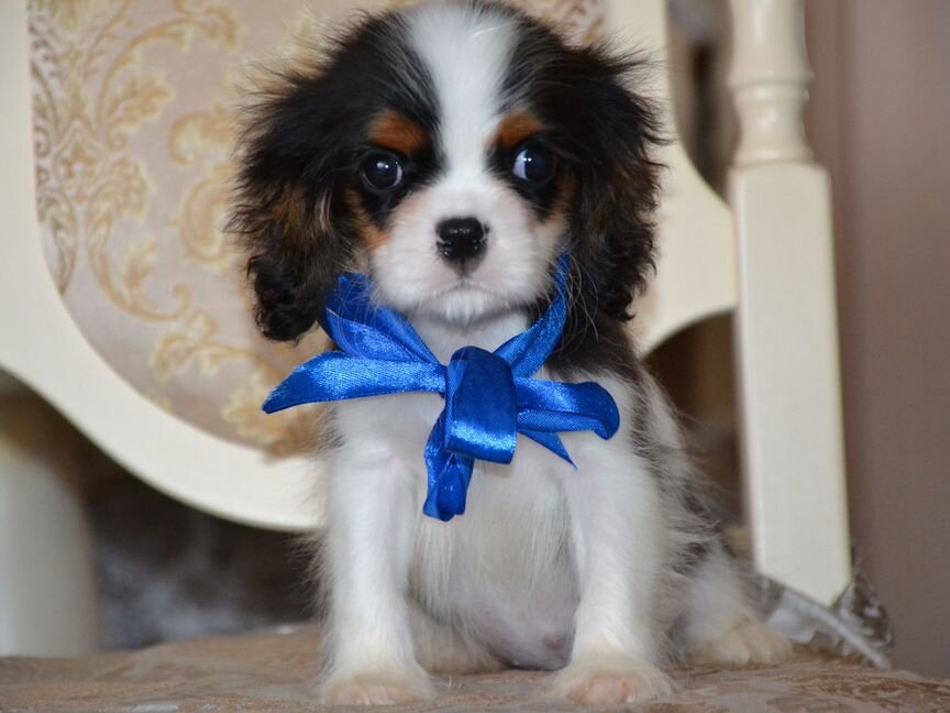 Мальчик мини ккчс