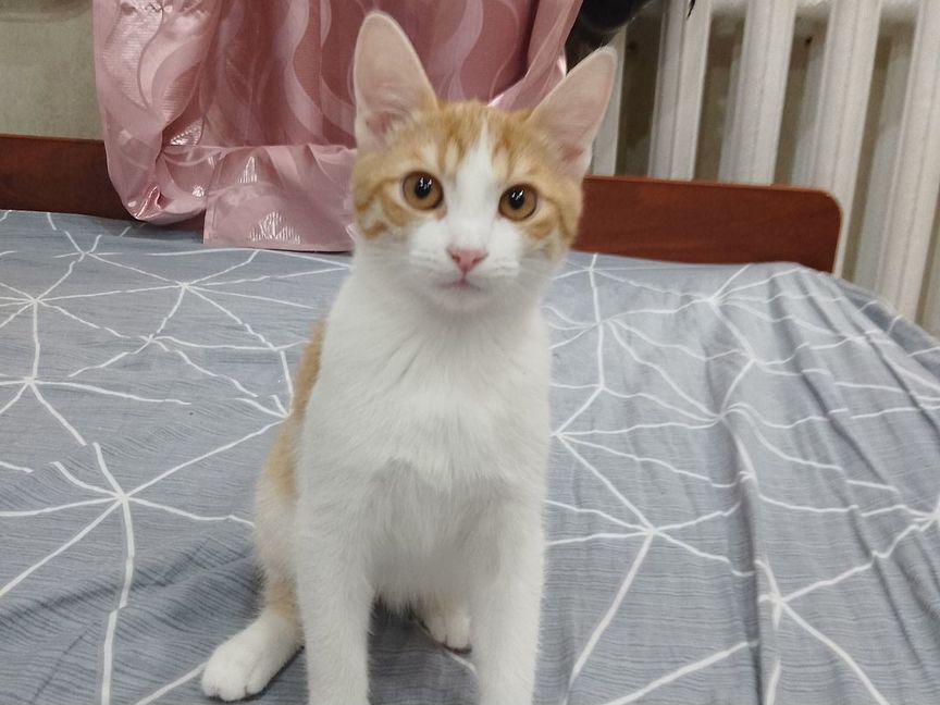 Котик в добрые руки