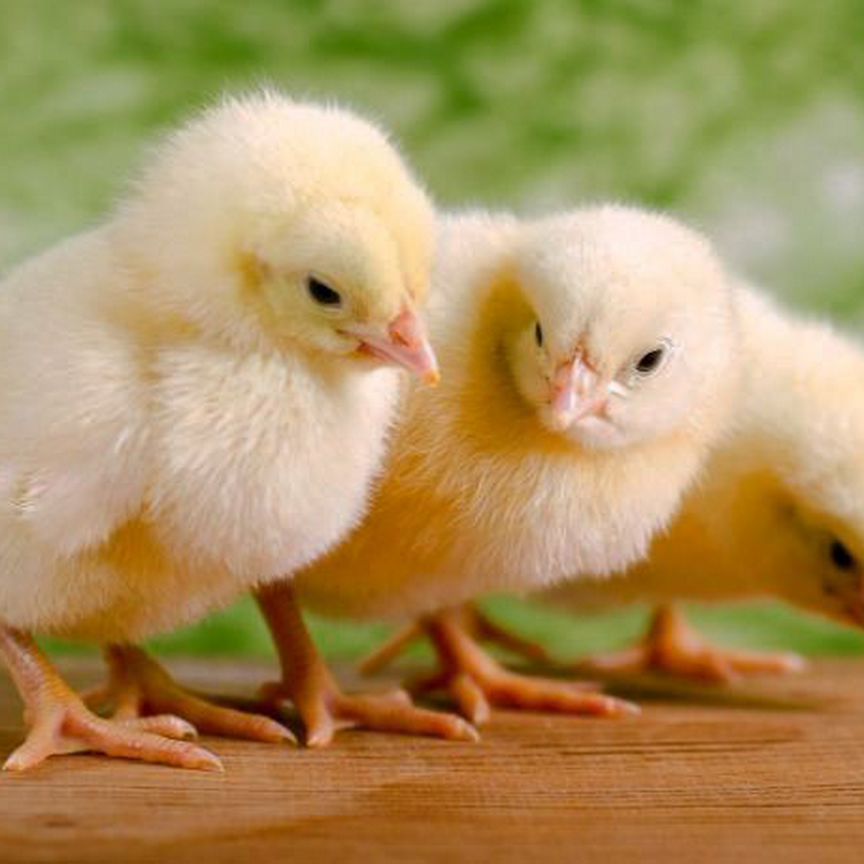 Бройлер суточный