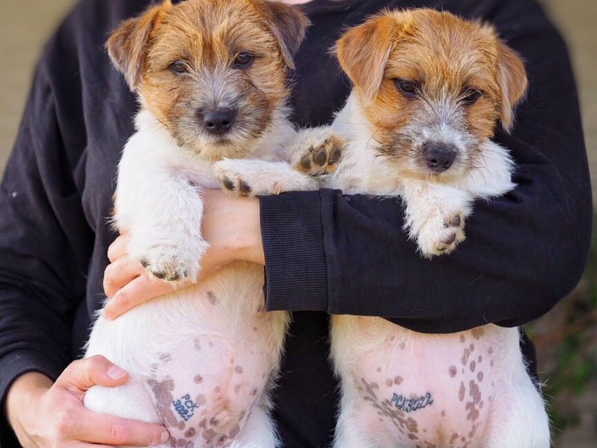 Щенки Джек Рассел