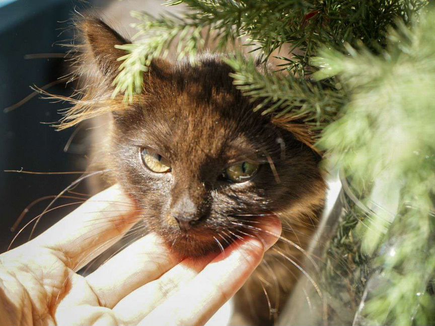 Кошечка в добрые руки