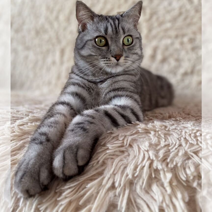 Шотландский прямоухий длинношёрстный, взрослый кот