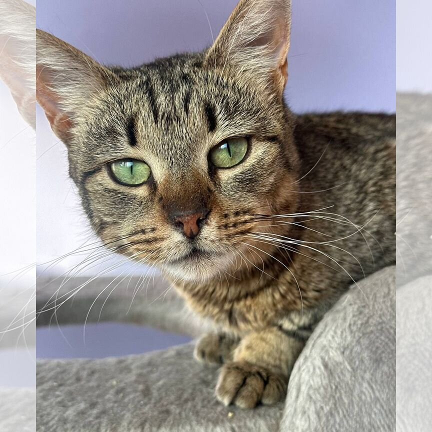 Взрослая, кошка в добрые руки