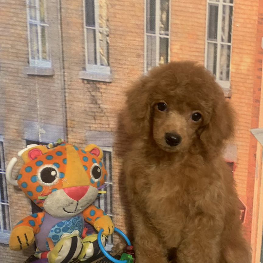 Щенок пуделя