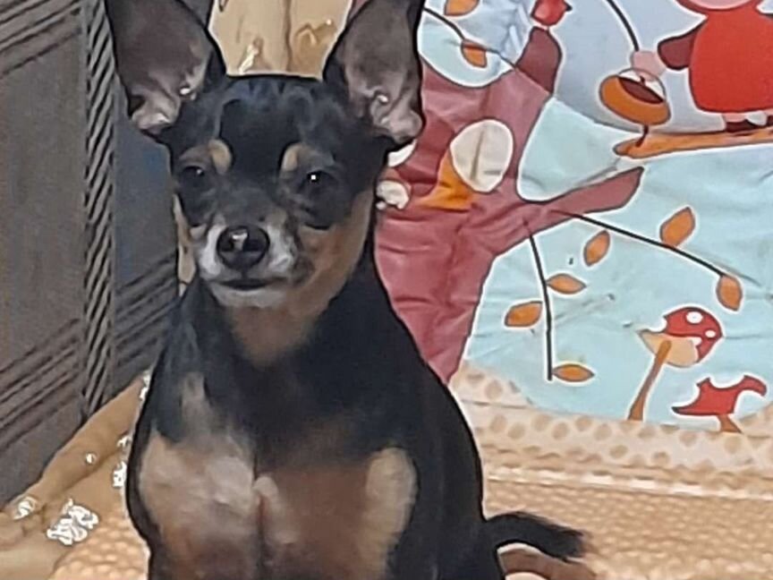 Щенки тойтерьера