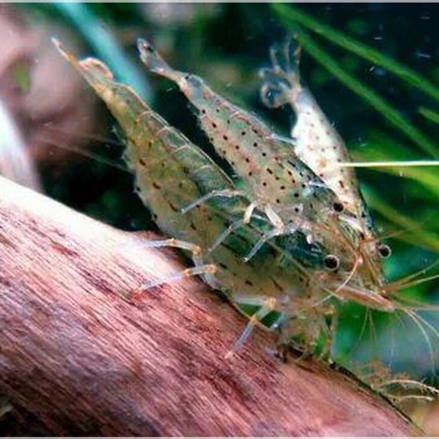 Креветки Амано