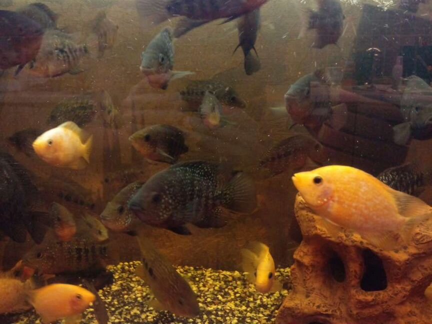 Аквариумные рыбы бриллиантовый попугай