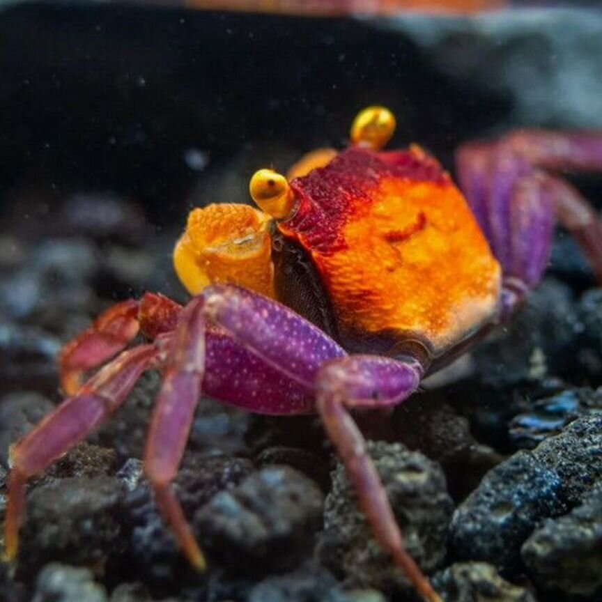Краб-вампир Априкот (Geosesarma bicolor sp. apriko