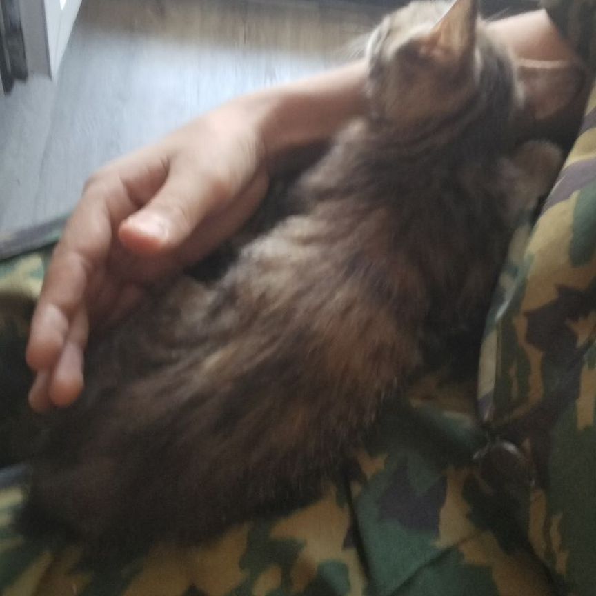 Котята