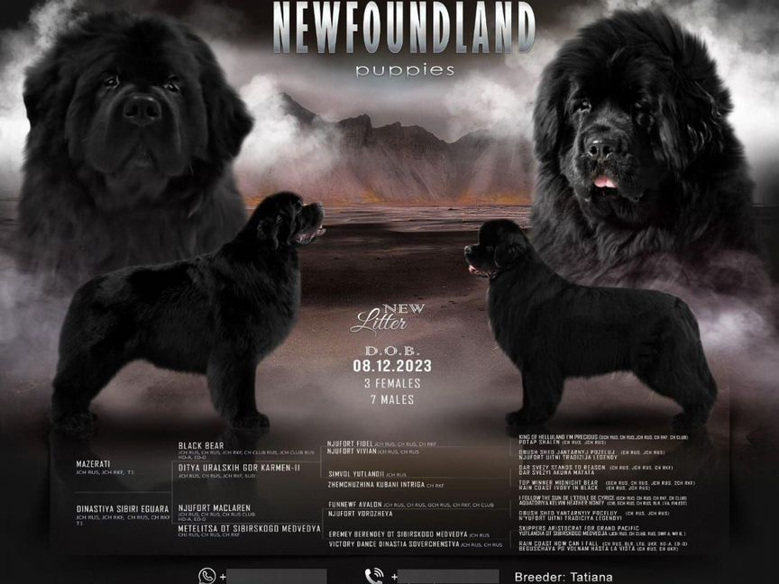 Щенки ньюфаундленда
