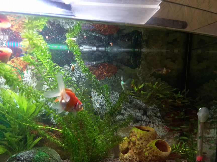 Аквариум 120 л., с рыбками