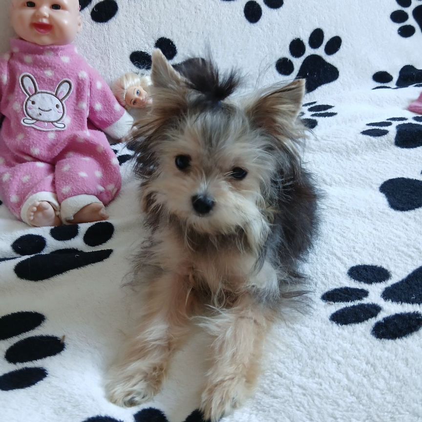 Йоркширский терьер мини щенки. Мальчик