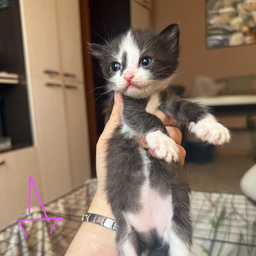 Котёнок в добрые руки